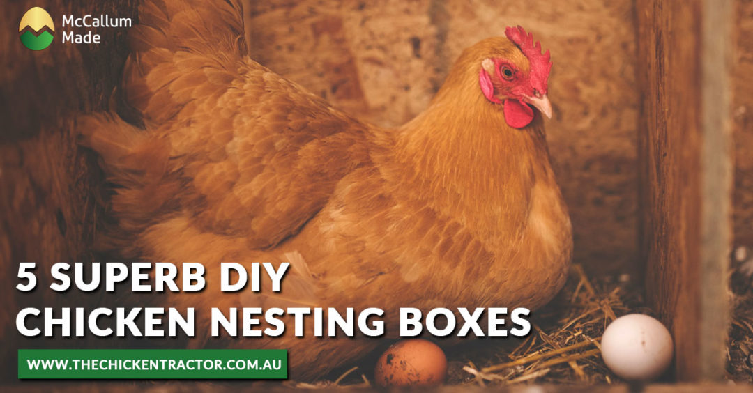 5 Superb DIY Chicken Nesting Boxes