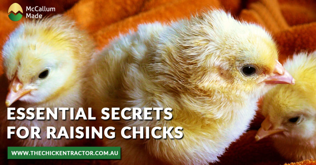 Raising chicks is a fun and rewarding process for the whole family ...