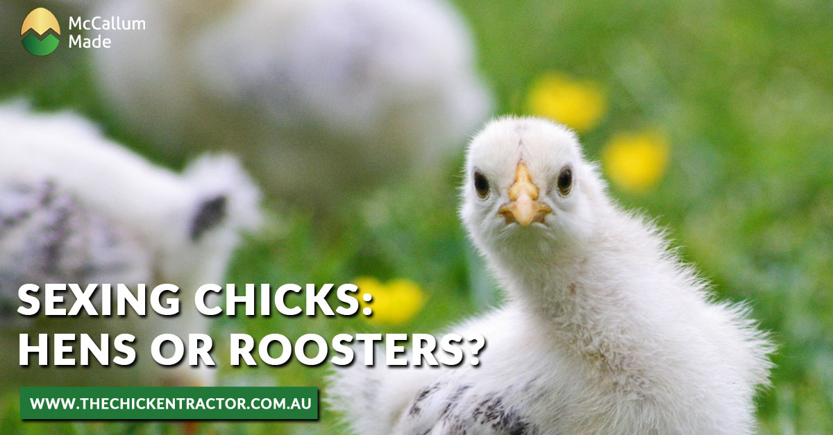 Sexing Chicks Hens Or Roosters