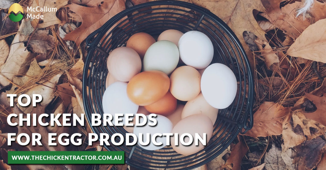 Top Chicken Breeds For Egg Production