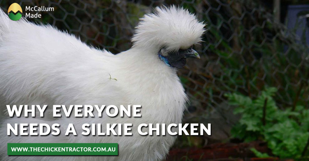 Why Everyone Needs a Silkie Chicken