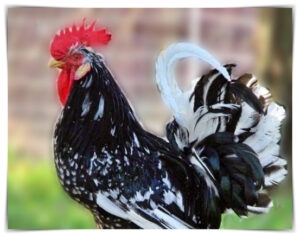 Home Ancona – Chicken Breed