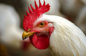 Understanding Chicken Head Anatomy