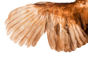 Know Which Feathers To Cut