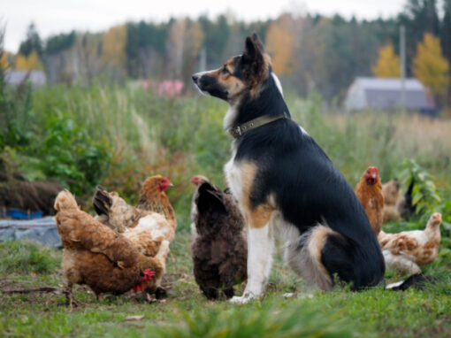 So you have a dog but you also really want chickens. But what about the ...
