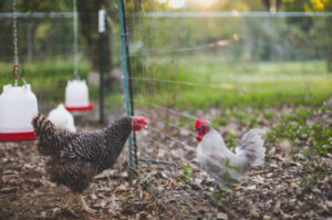 How to prevent chickens from escaping or getting lost