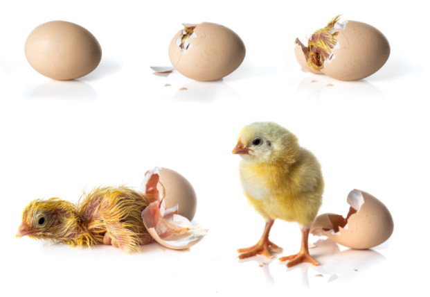 Watching Baby Chickens Hatch Is Both Magical And Super Stressful You 